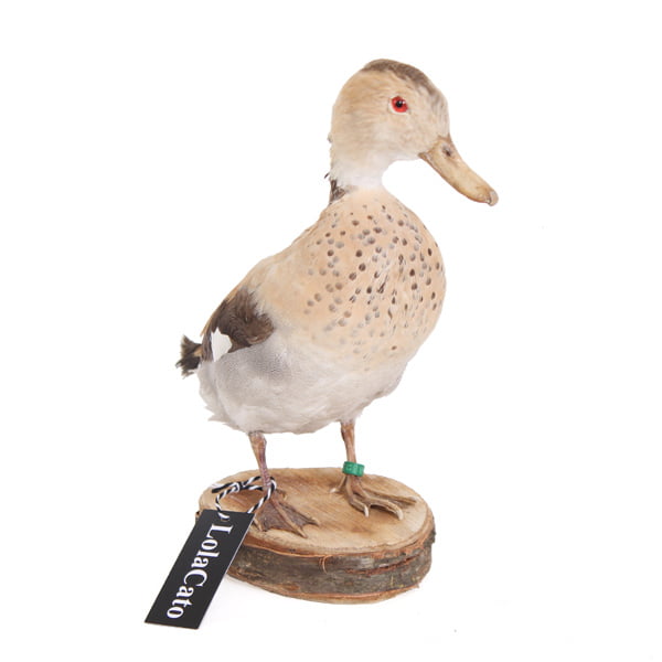 Rode Eend Opgezette Dieren